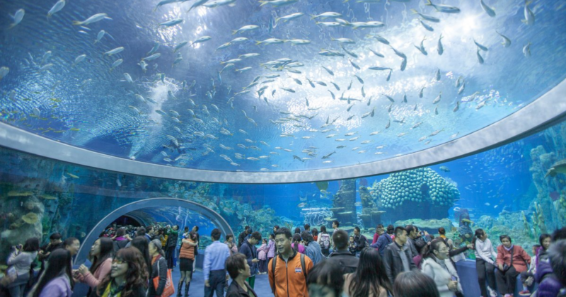 Explore the Oceanographic Institute – A Complete Guide to the Wonders ...